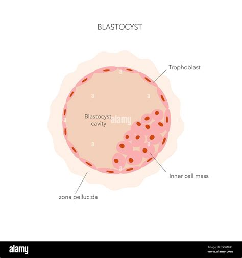 Flat Illustration Of Blastocyst Cell Structure With Captions Stock