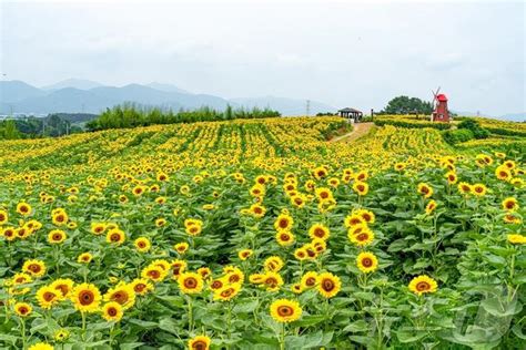 3만7000㎡ 꽃단지…함안 강주해바라기 축제 22일 개막 뉴스1