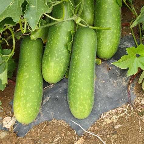 节瓜批发 广西南宁横州市冬瓜 050元斤新苗毛节瓜，新鲜上 一亩田