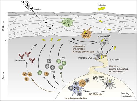 Designing Vaccines Based On Biology Of Human Dendritic Cell Subsets Immunity