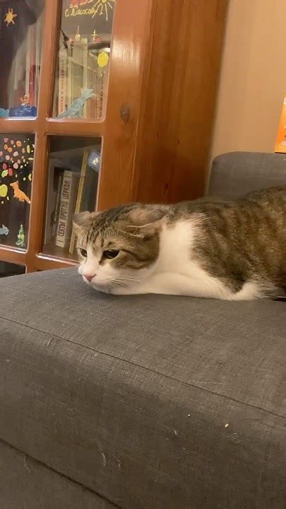 Хишник Youtube