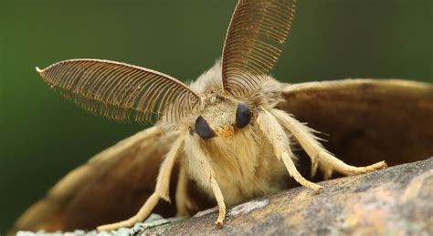 A Moth Up Close And Personal Youtube