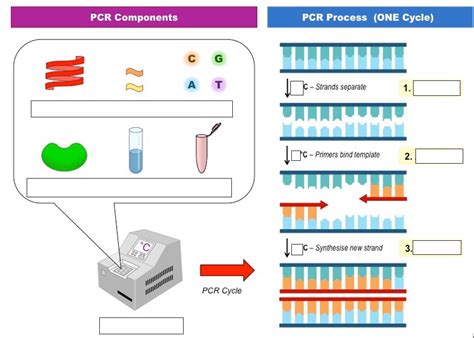 Pcr Diagram Diagram Quizlet