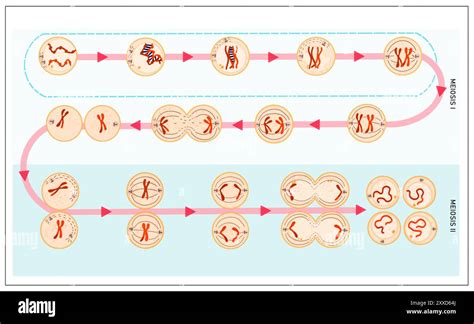 Meiosis Illustration Meiosis Is The Process By Which A Single Cell