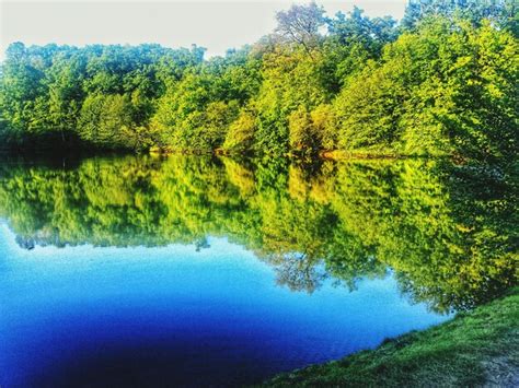 Premium Photo Reflection Of Trees In Lake