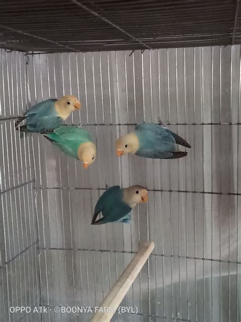 พาร์บลูโอพาไล ตัวเมีย ตาม Sex Link บุญญาฟาร์มสุโขทัย