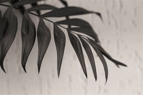 흰색 고르지 않은 콘크리트 벽에 흐릿한 그림자가 있는 야자수 잎의 추상적인 배경 흰색과 검은 색 0명에 대한 스톡 사진 및 기타 이미지 Istock