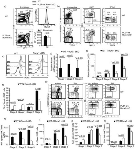Runx1调控表达ror γt的inkt17细胞的分化。 Scientific Reports X Mol