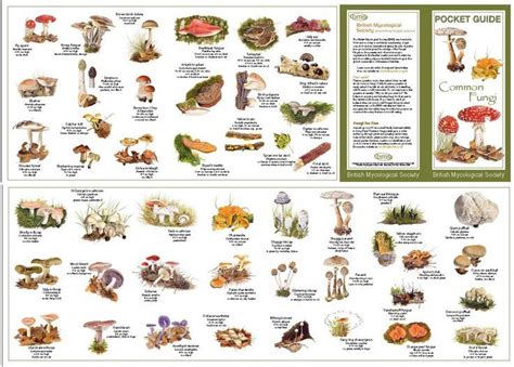 Mushroom Identification Chart Mushroom Identification Stuffed Mushrooms Wild Mushrooms