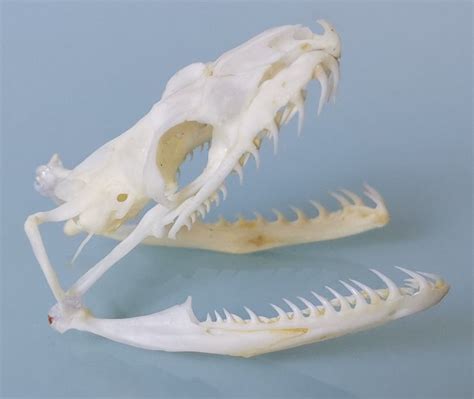 Reticulated Python Skull Malayopython Reticulatus Catawiki