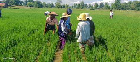 နတ်မောက်မြို့နယ်၌ မိုးစပါးများ ပိုးမွှားရောဂါကာကွယ်ရေး ကပ်ပါးနကျယ်ကောင်များ စုပေါင်းလွှတ်ပေး