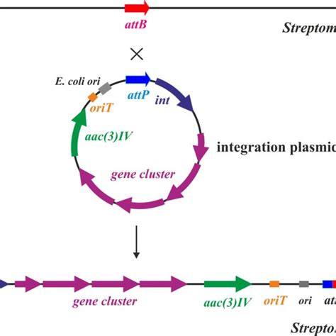 Scheme Of Site Specific Integration Of The Integration Plasmid Download Scientific Diagram