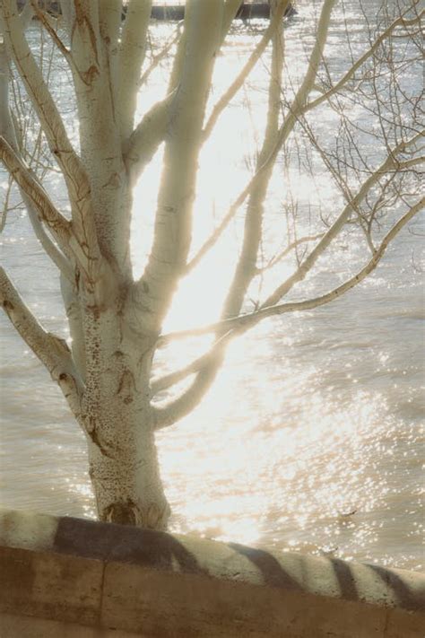 Booklovers Idf Stil 가지 강 강둑 검은색 겨울 경치가 좋은 계절 고요한 골든 글로우 나무