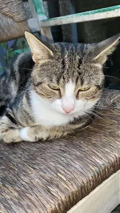 Prehunt Chill Out Relax B4 Going Out For The Night Cat Tabbyrelax 🐾🥰🐈‍⬛ Youtube