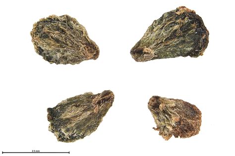 Phyllostegia Macrophylla Seeds Of Hawaii