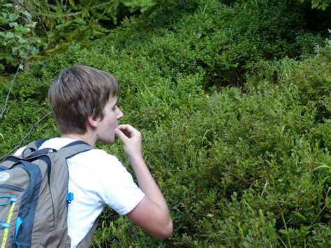 картинки дерево лес трава гора пеший туризм луг утро цветок