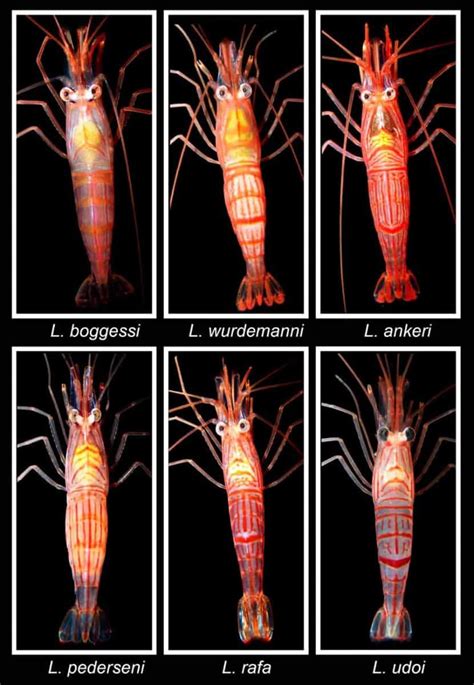 Peppermint Shrimp Detailed Guide Care Diet And Breeding Shrimp