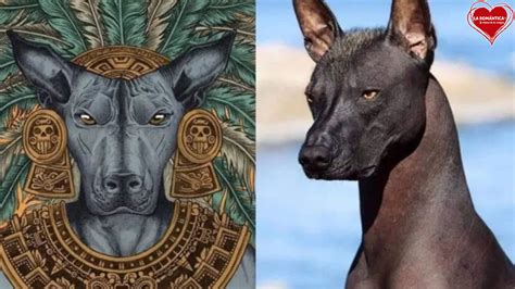Xoloitzcuintle Un Símbolo De Día De Muertos ésta Es Su Leyenda La