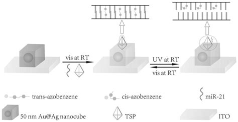 A Kind Of Biosensor And Preparation Method And Application Eureka Patsnap