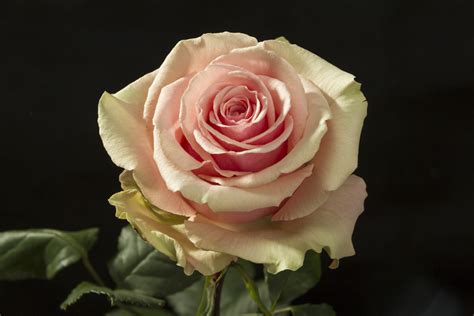 Rose Geraldine Wafex