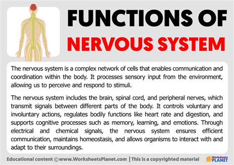 Functions Of The Nervous System