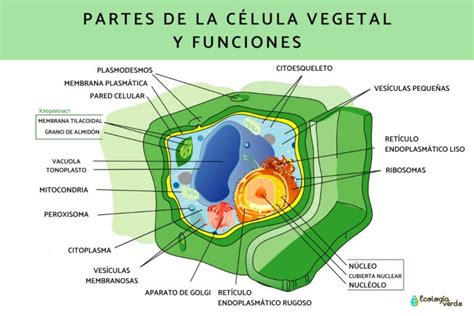 Fóvea El Centro De La Visión Nítida