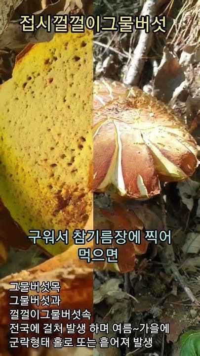 접시껄껄이그물버섯 맛이 아주 좋아요 Youtube