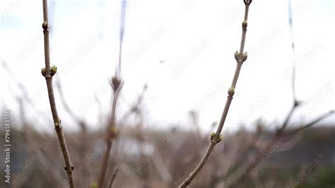 Budding Trees Tree Buds Tree Branches Covered With Buds Tree Care Early Spring Selective
