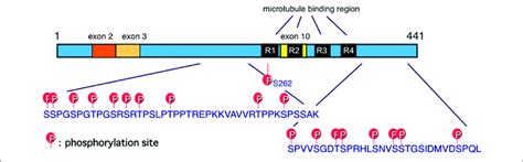 Schematic Illustration Of Functional Sites Of Tau Six Tau Isoforms Download Scientific