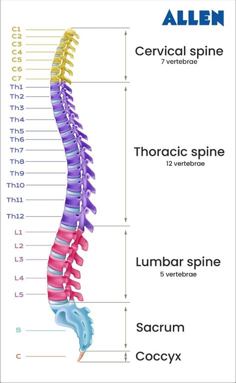 Vertebral Column Definition Diagram Functions And Parts