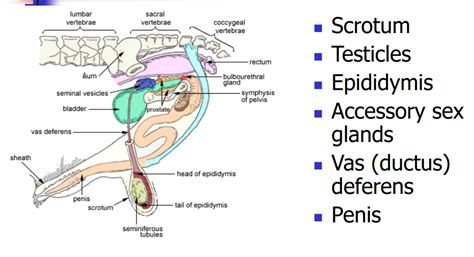 Sr Male Repro Tract Diagram Quizlet