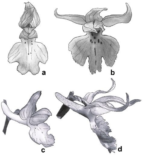 Flower Comparison A C Orchis Mascula Subsp Mascula B D Subsp
