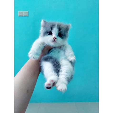 Jual Kucing Munchkin Bsh Shopee Indonesia