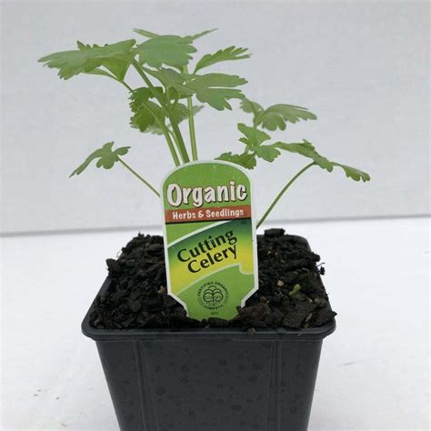 Organic Cutting Celery Organic Herbs And Seedlings