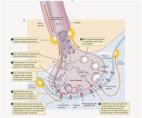 Neurons And Synaptic Transmission Classnotes Ng