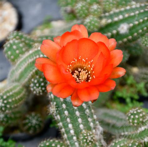 Flowering Cactus Plants Identification