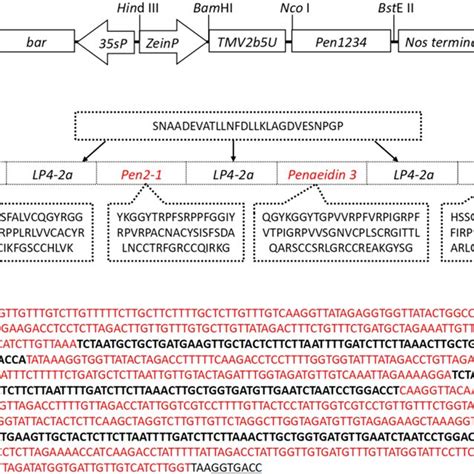 Construction Of Plant Expression Vector A Schematic Diagram Of The Download Scientific Diagram