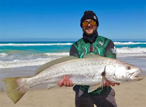 Mulloway Ilovefishing