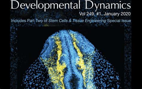 Prince Lab Paper Makes Cover Of Developmental Dynamics The Prince Lab
