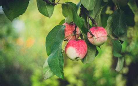 20 интересных фактов про яблоки