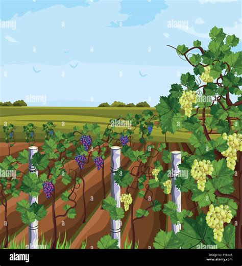 Vineyard Vector