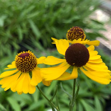 Helenium Flexuosum Purple Headed Sneezeweed Midwest Natives Nursery