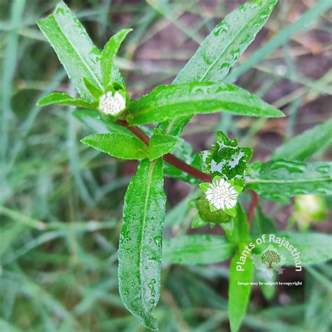 Eclipta Prostrata L L Asteraceae By Ravi Kant Saini Plants Of