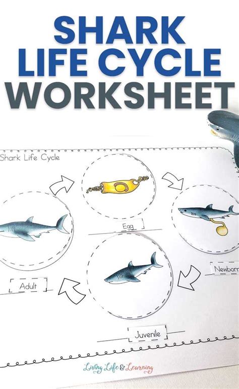 The Fascinating Life Cycle Of Hammerhead Sharks A Diagrammatic Exploration
