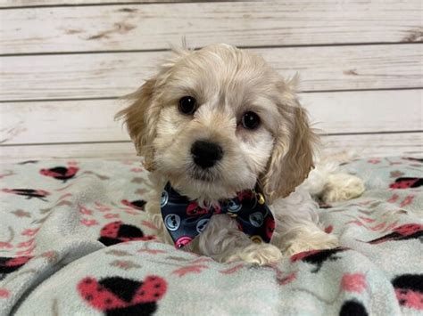 Cocker Chon Puppy Cream Id20898 Located At Petland Batavia Illinois