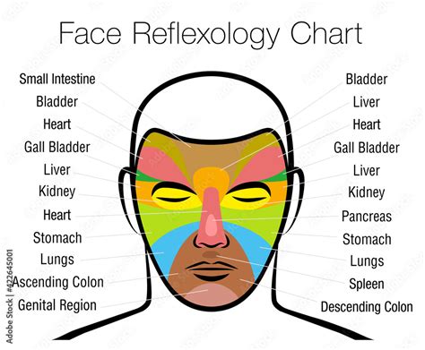 Face Reflexology Chart Mapping Massage Areas Internal Organs Body Parts The Best Porn Website