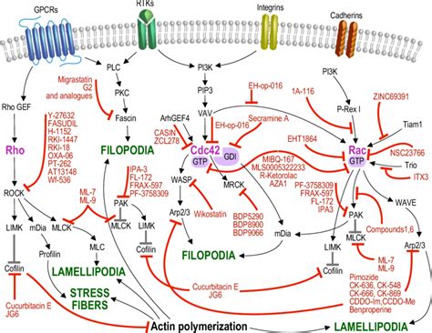 Schematic Representation Of Signalling Pathways Controlling Actin
