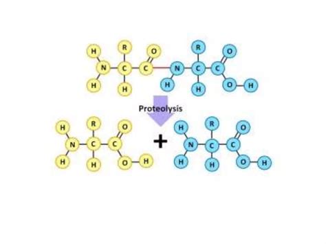 Post Translational Modifications Of Protein Pptx