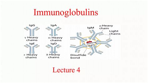 Immunoglobulins Lecture 4 Pptx