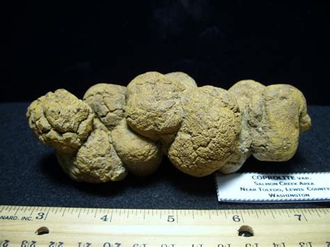 Coprolite Fossilized Dung 050819h The Stones And Bones Collection